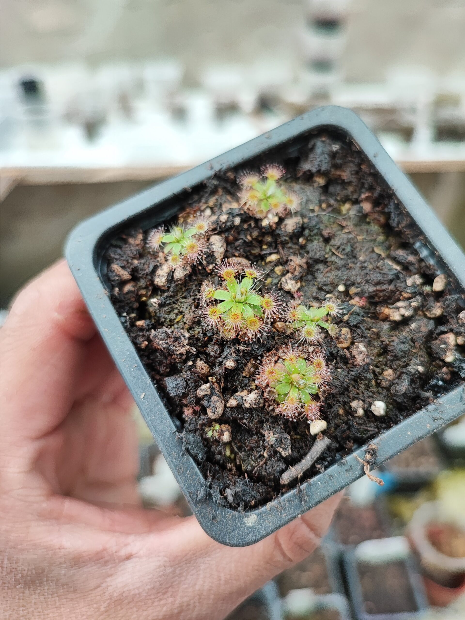 Drosera pigmea pulchella pink flower