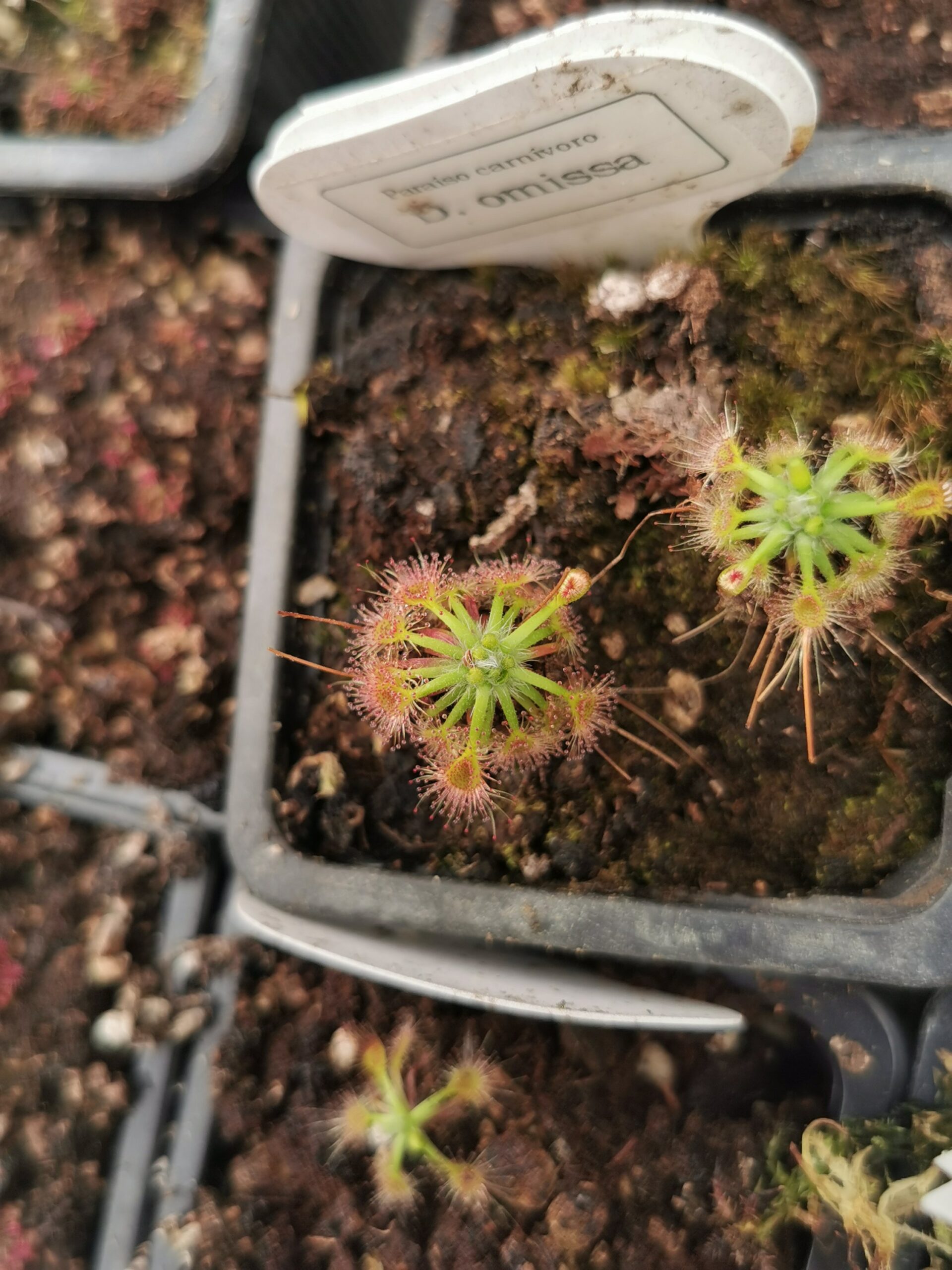 Drosera pigmea omissa – Paraíso Carnívoro